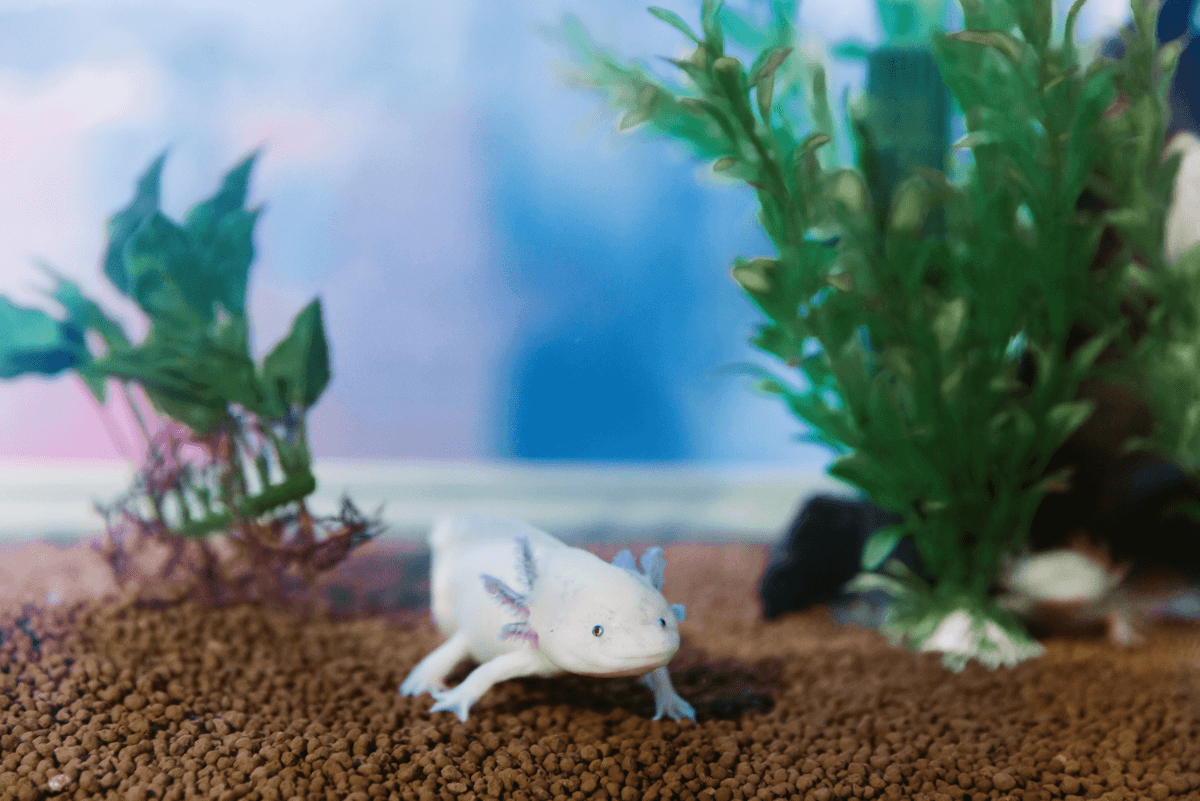 Can two axolotls live together