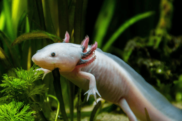 Axolotl Health: Understanding Sickness and Prevention