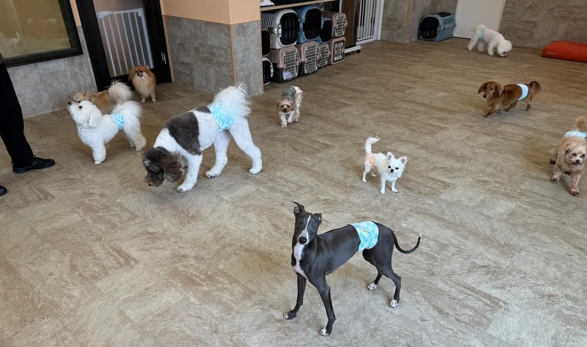 20240908 A day at DogRinho! - ホテル デイケア-保育園