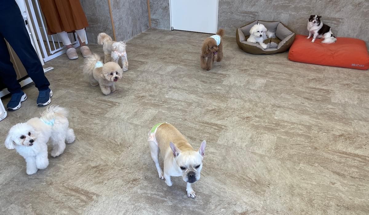 20230701 A day at DogRinho! - ホテル デイケア-保育園