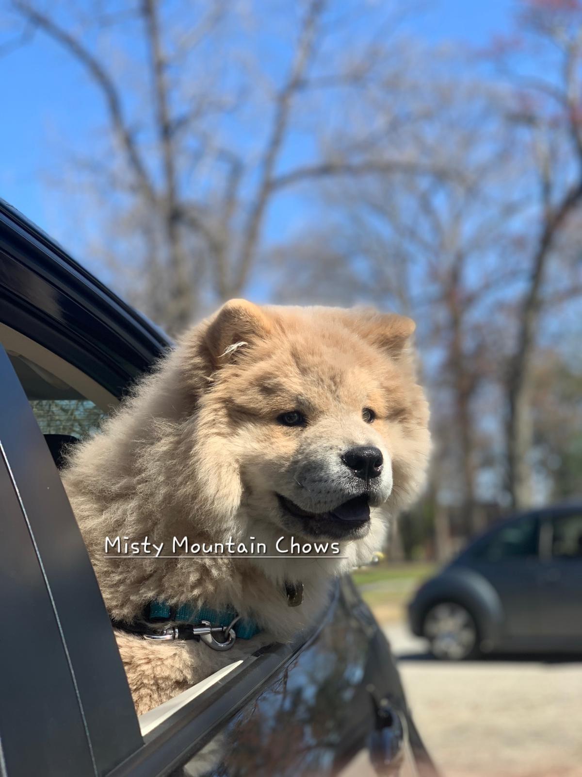 Chow Chow Nutrition - Bringing Your Puppy Home