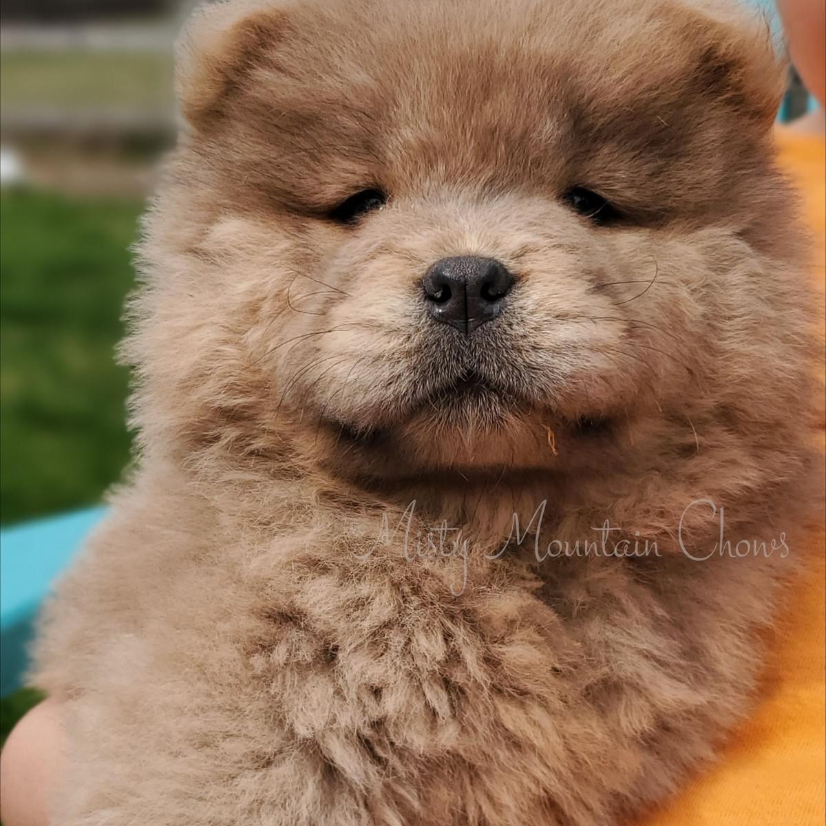 Caring for Your Chow Chow: A Comprehensive Guide - Thi...