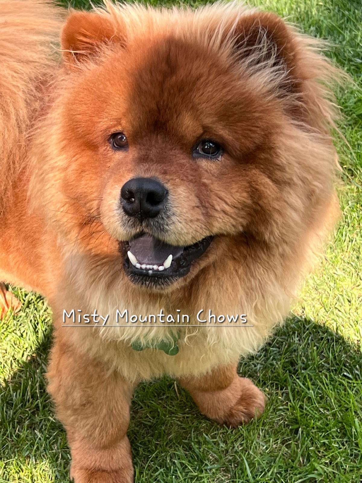 Training Your Chow Chow: - Bringing Your Puppy Home