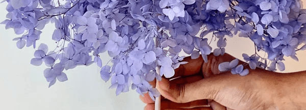 Preserved Hydrangea Flowers: How-To Guide