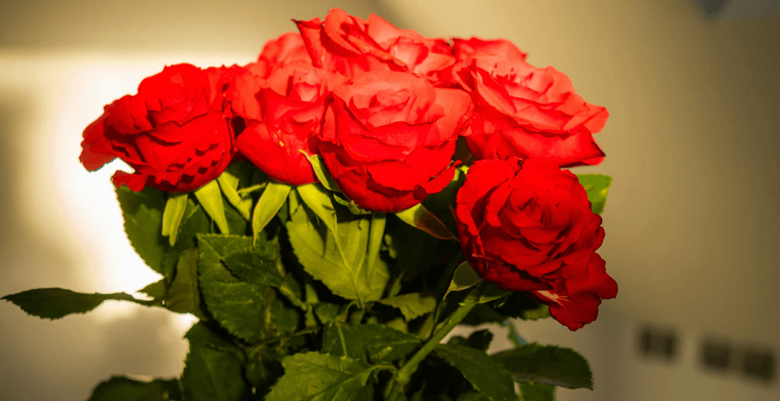 Eternal Roses That Don't Die