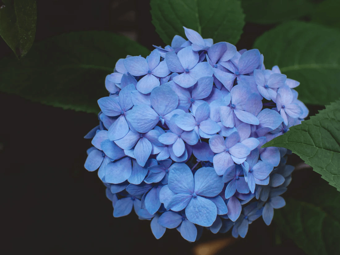 How to Dry Hydrangeas and Preserve the Showy Blooms