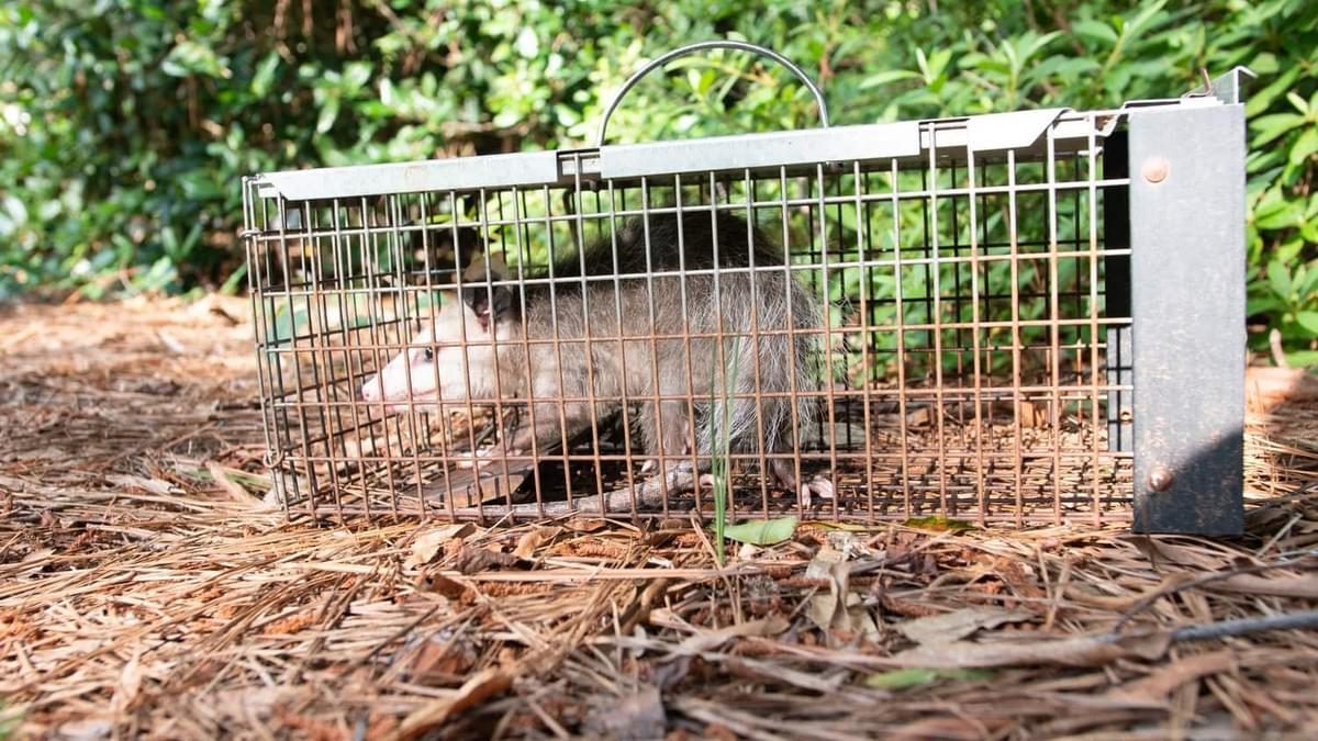Professional Possum Removal in Adelaide: 24/7 Wildlife ...