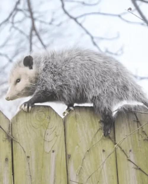 Understanding Possum Behaviour: Tips for Safe Removal i...