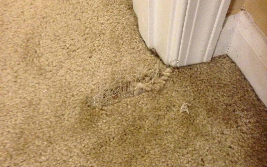 scratch marks on carpet