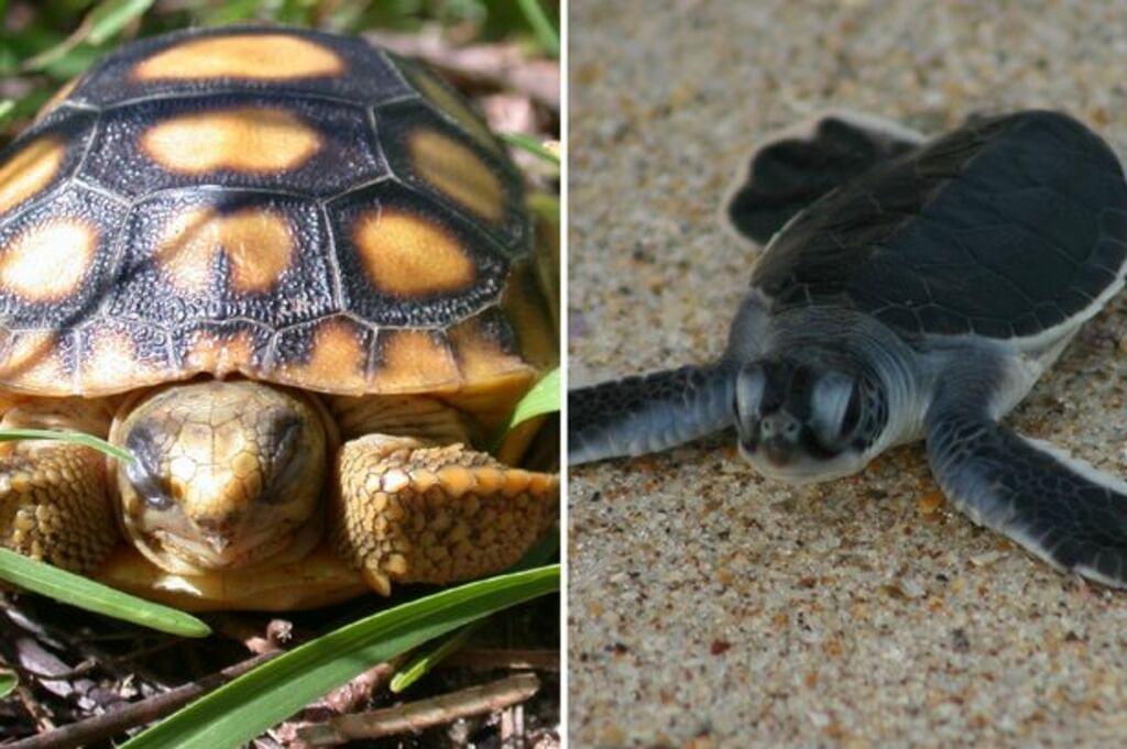 Difference between Turtle and Tortoise: Check Out Them