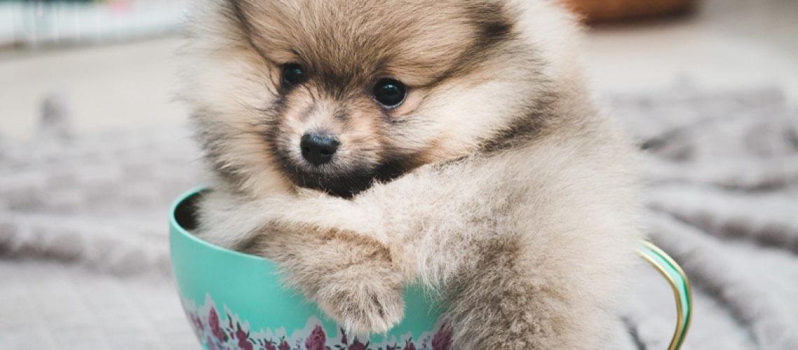 Some Of The Common Health Issues Of Teacup Dogs