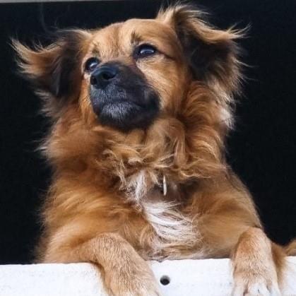 "What is a Government Watchdog?" - Inside View