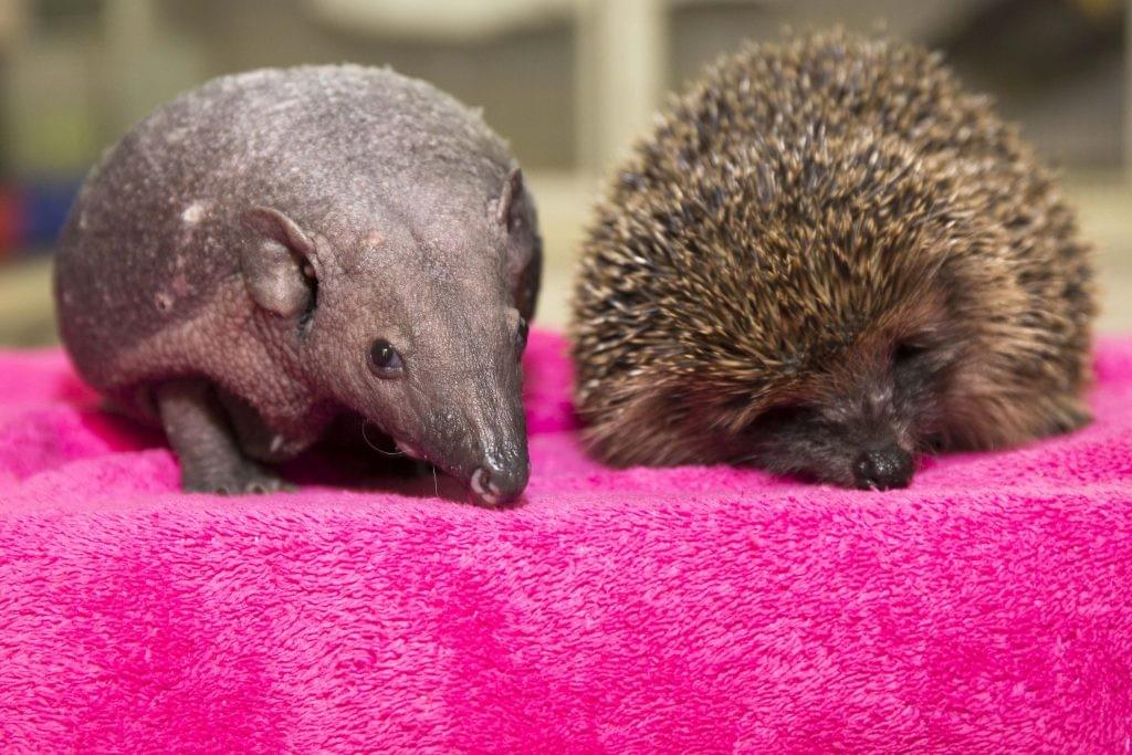 Some Facts about Spud: The Spineless Hedgehog