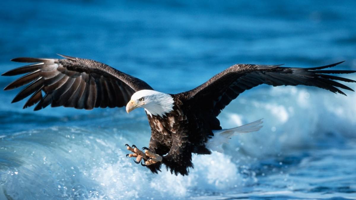 30 Fascinating facts about Eagles for your children!