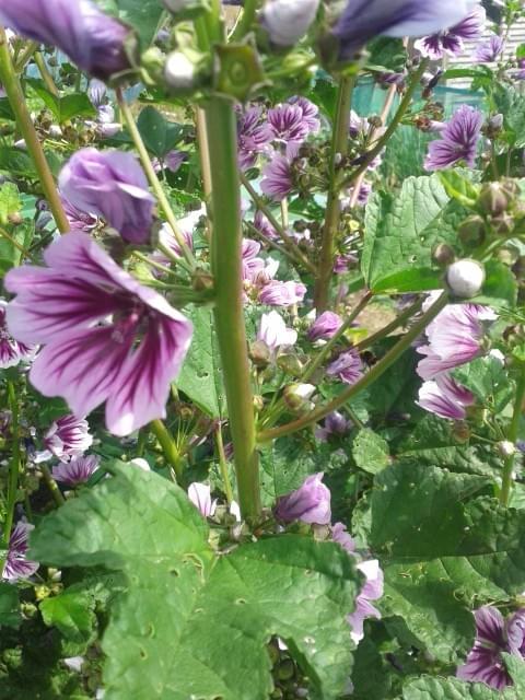 Mallow Seeds - Foraging