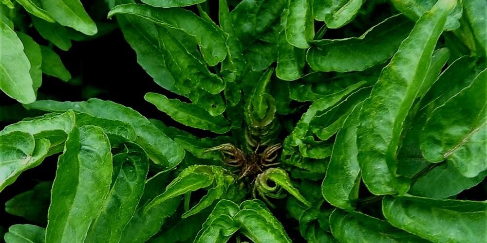 Plant Profile: Watercress - Foraging