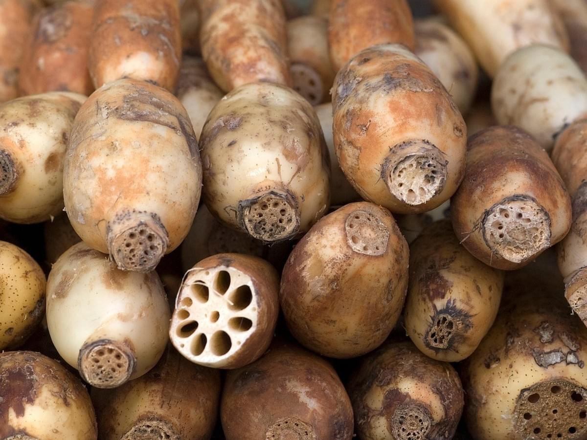 IQF Lotus Root Irregular Cuts