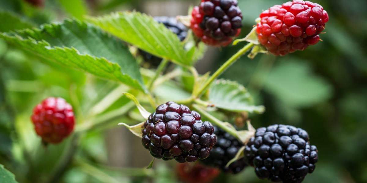IQF Blackberries Supplier - Frozen Berries IQF Blackberries Supplier - Frozen Berries