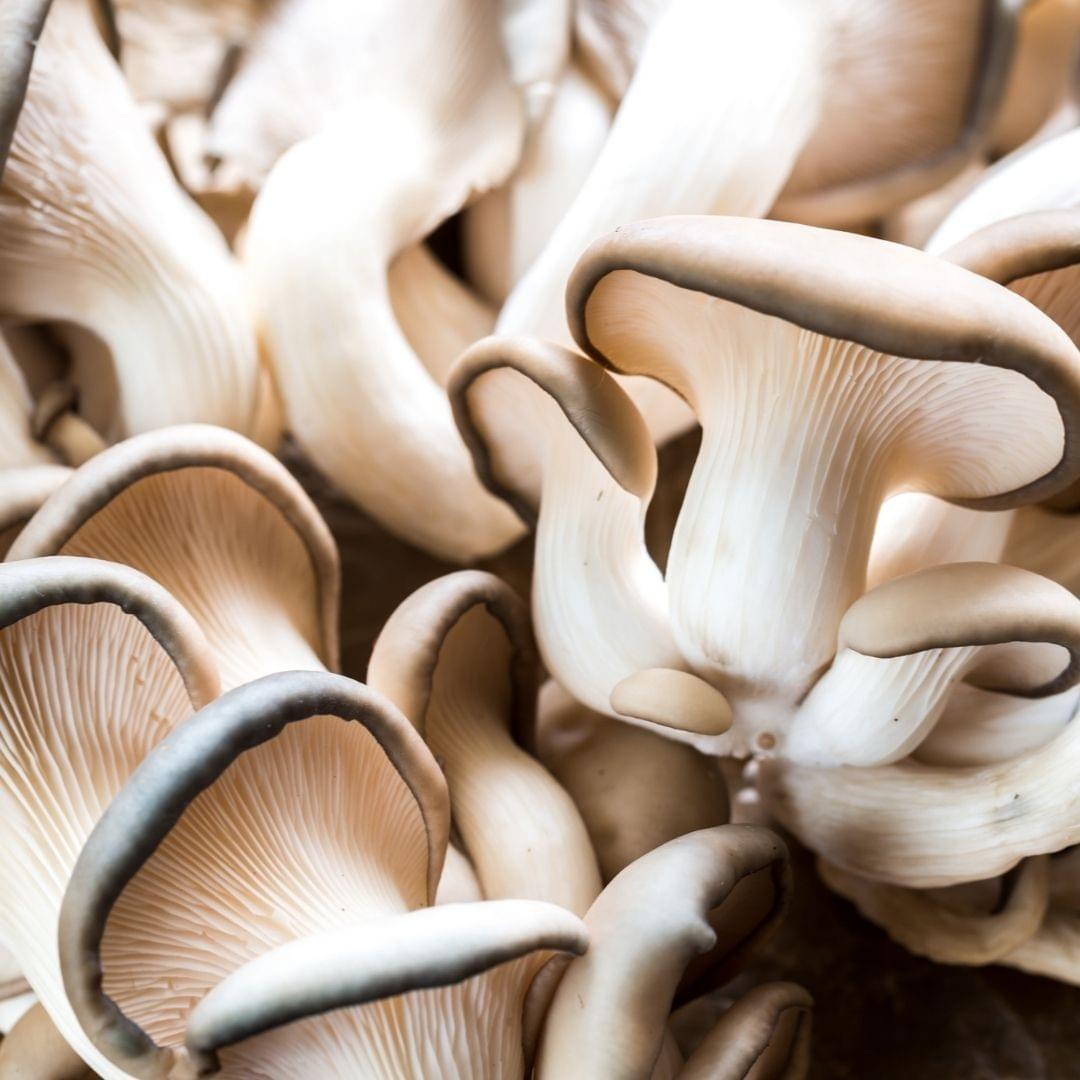 Premium Bulk IQF Frozen Mushrooms Wholesale Supplier | IQF Frozen ...