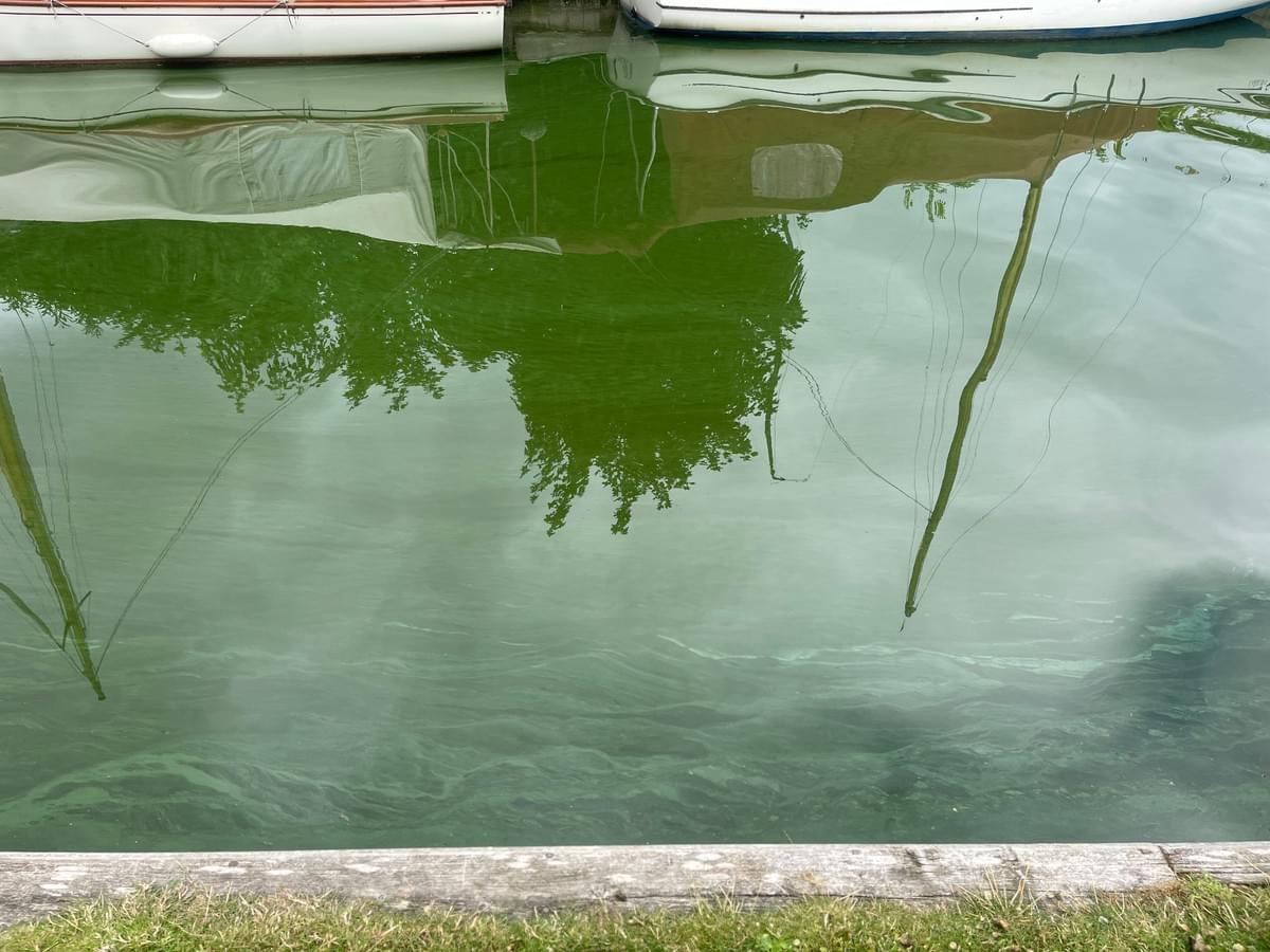 Bloomin' Algae - River News