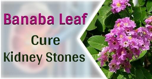 Banaba Leaf for Curing Kidney Stone - Health