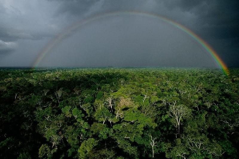 Tudo que você precisa saber sobre a Floresta Amazônica ...