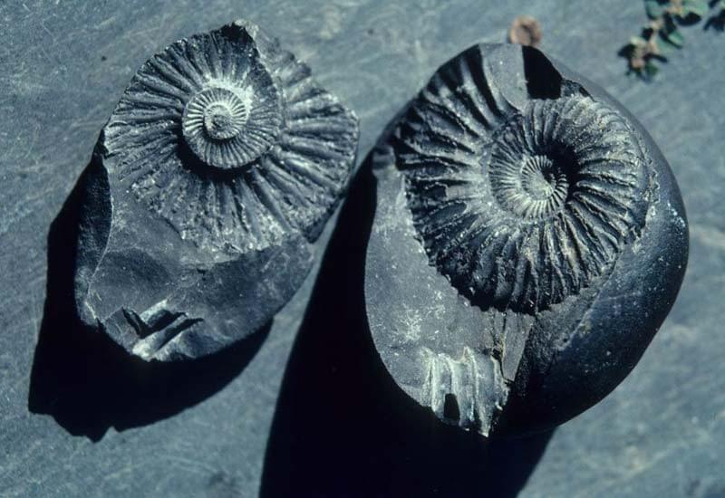 Shaligram Stone And Its Facts
