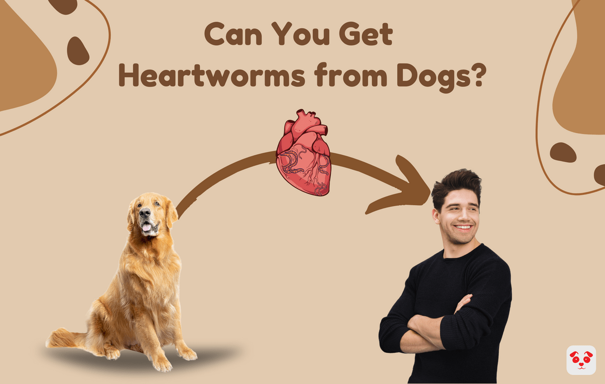 do humans get heartworm
