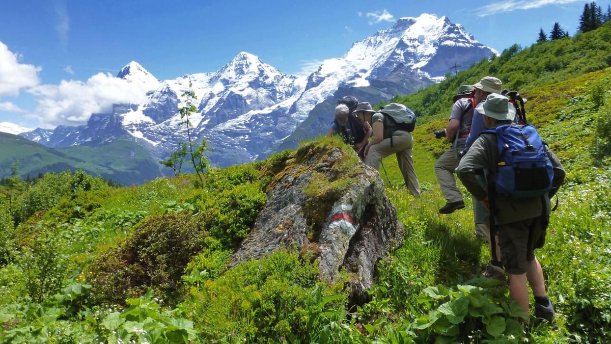 ALPINE FLOWER SPOTTING IN THE SWISS ALPS