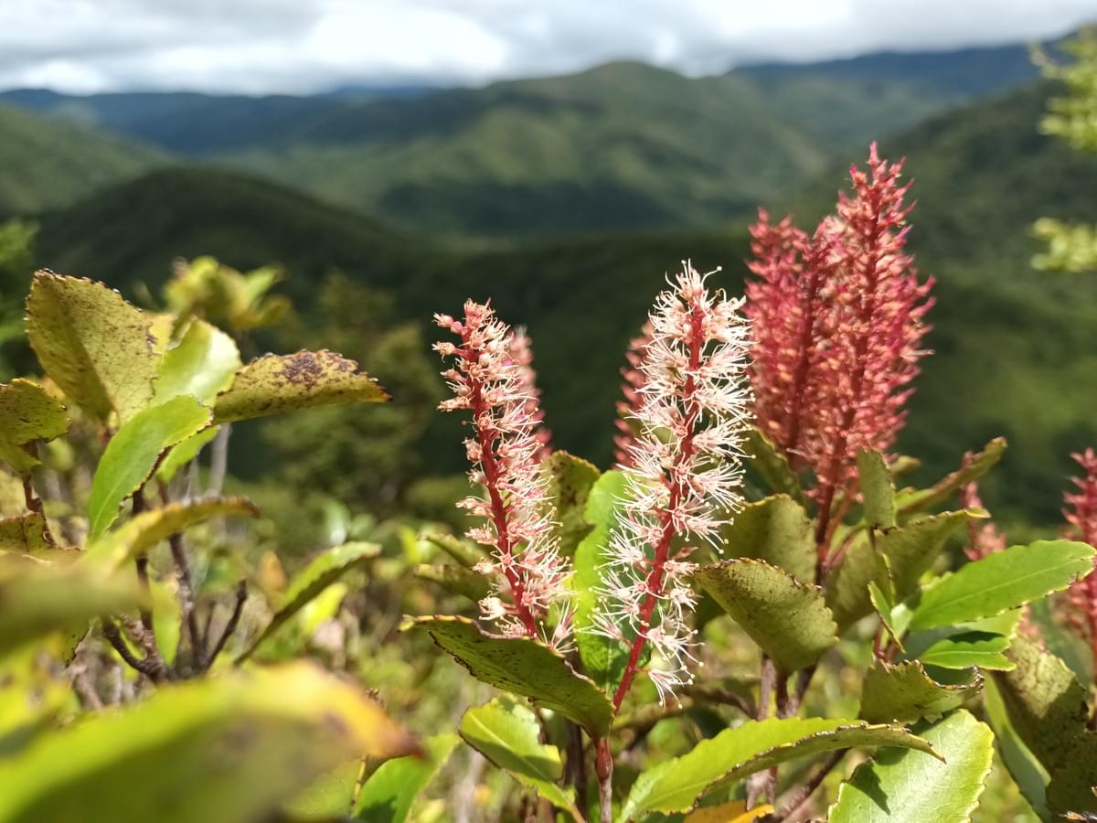 Winzenberg to Pinnacle