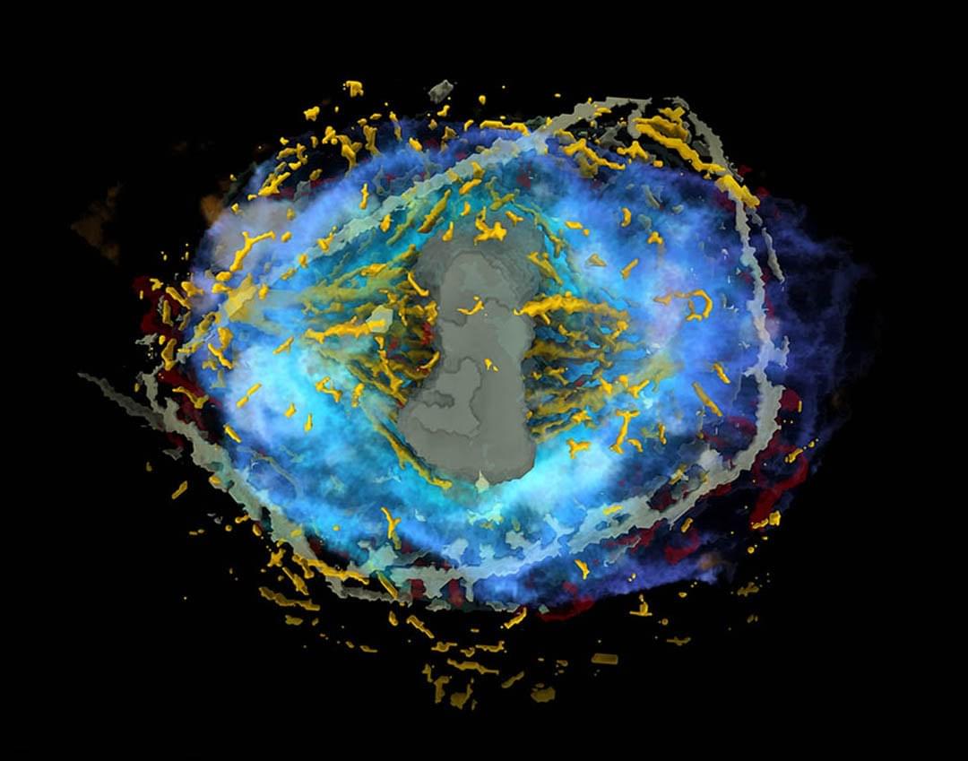 IB Biology - Cell Cycle and Mitosis - IB Biology Cell c...