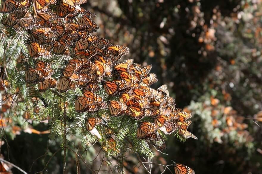 The Story of the Butterfly Trees
