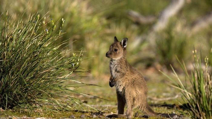 My First Children's Story Translated into Auslan