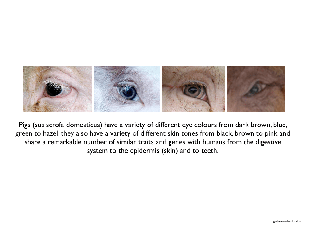 Pigs The Missing Evolutionary Human Link Evolution 