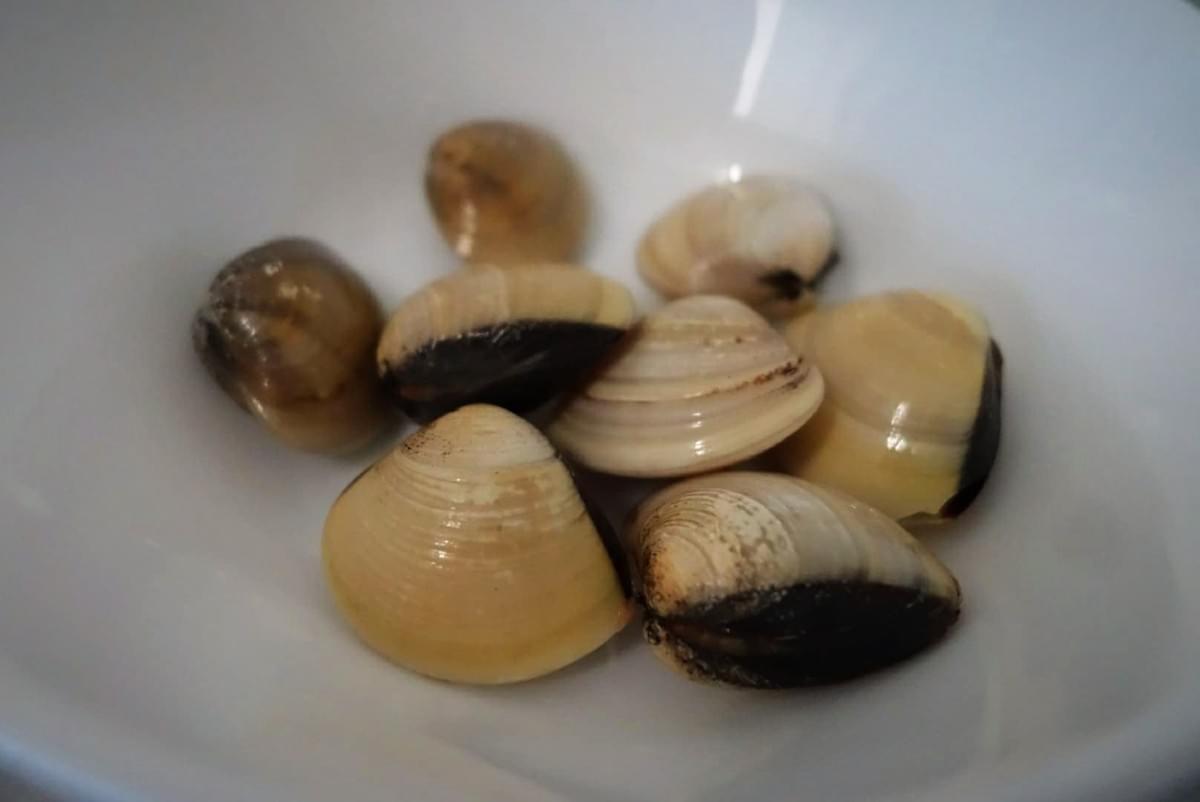 The Great Clam Experiment - Review Food Experiment Ingr...