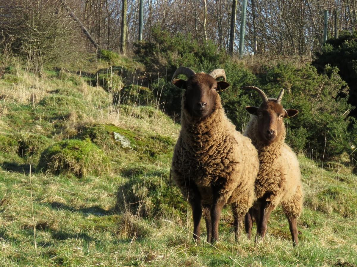 Ruth Dalton Farming and Wildlife