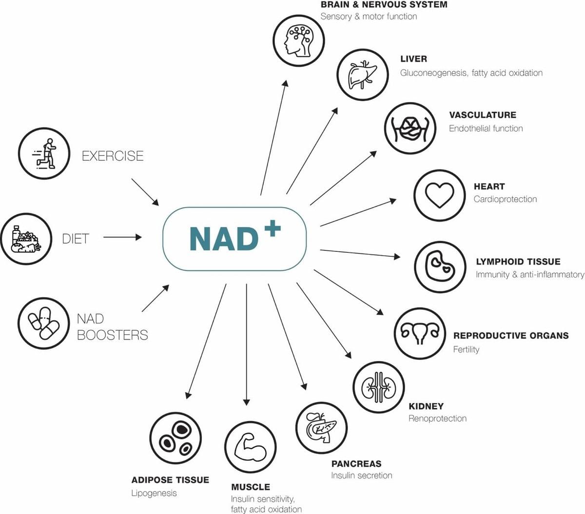 NMN VS NR NAD NMN NMN VS NR NAD NMN