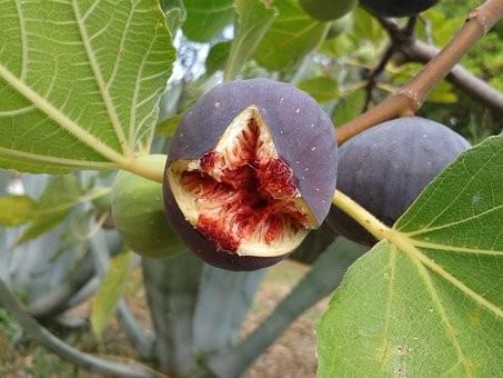 A Biblical Fig Tree and the Roots of Bareness in Life