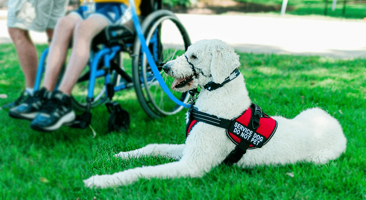September is National Service Dog Month - ADA Autism Se...
