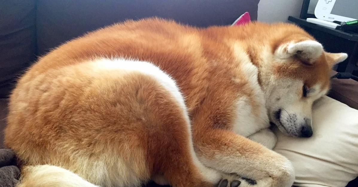 Les meilleurs chiens pour appartement ! - Trucs