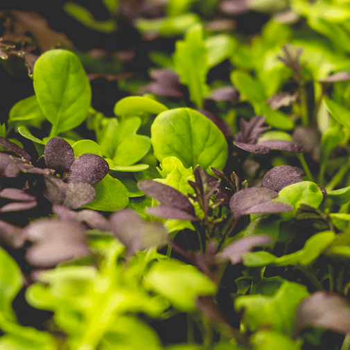 Growy | Next-Level Farm