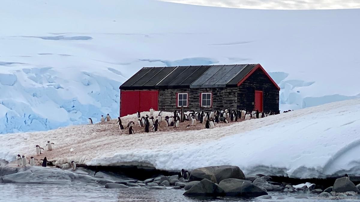 Penguin Post Office - penguins Antarctic peninsula lead...