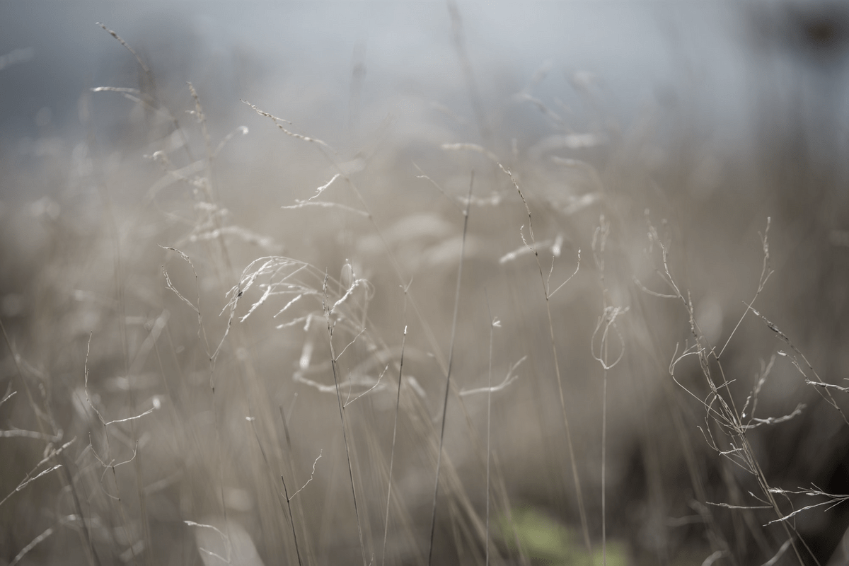 The Tallgrass Shuffles - Poetry Sample