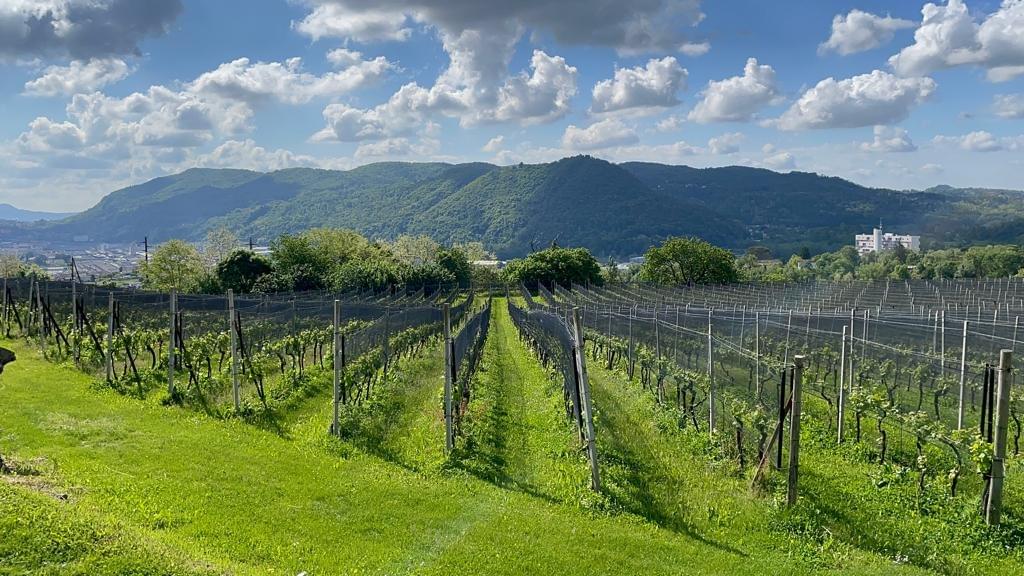 Canton Ticino: vigne, droni, natura - Svizzera Droni Eu...