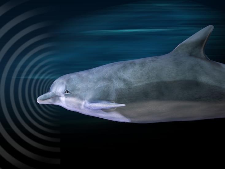 Days of the Dolphin - THE DEAD