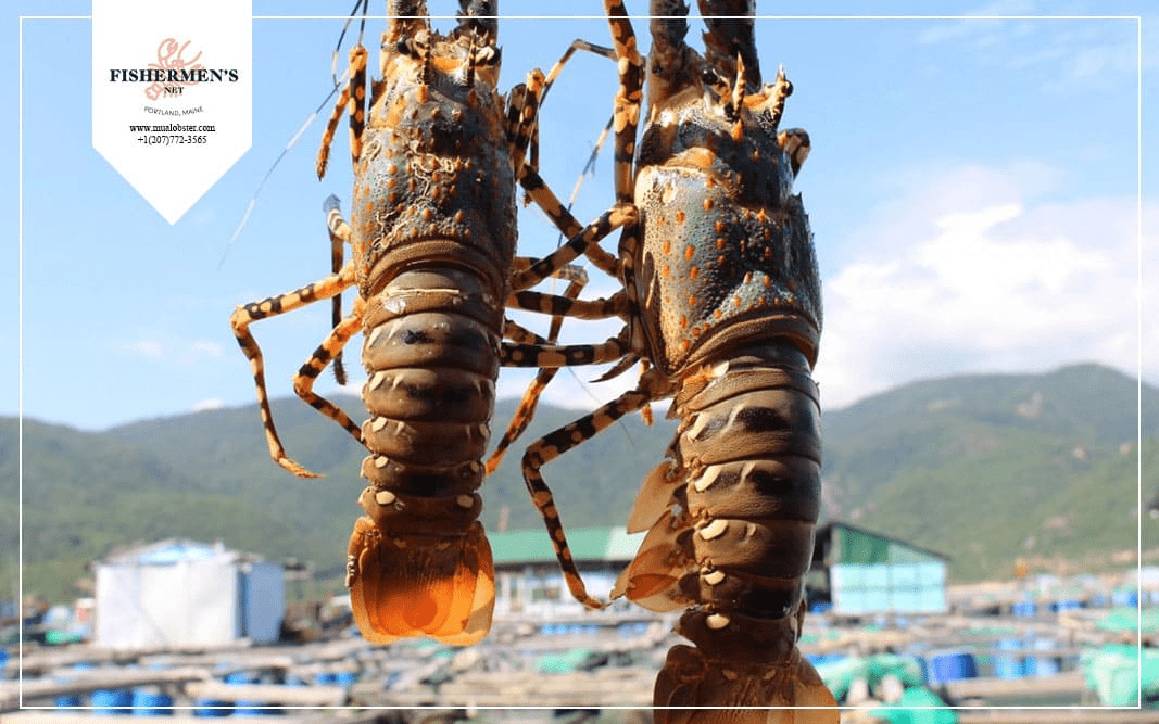 How Long Do Lobster Live?