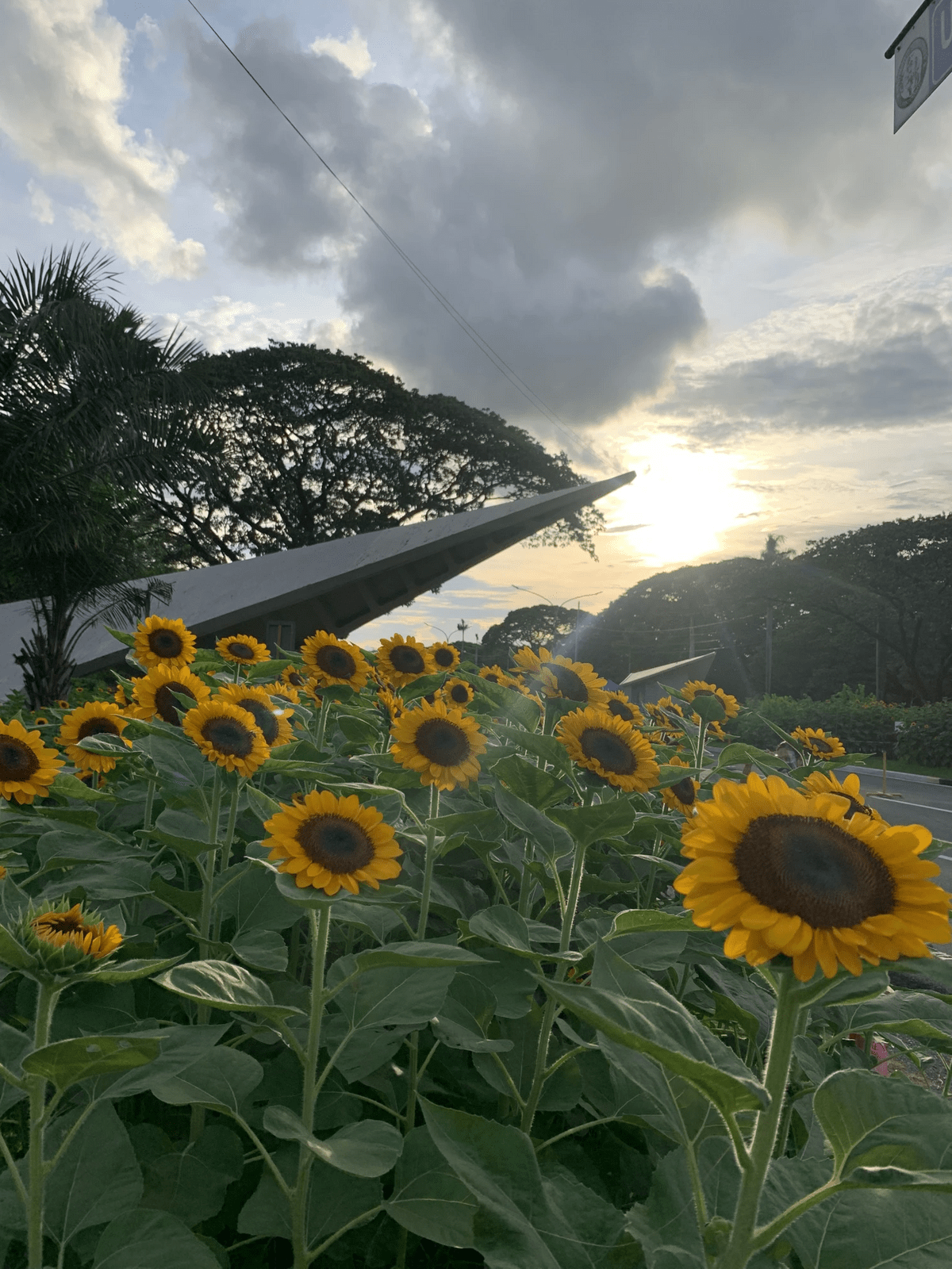 UP Diliman: Sunflower Season - Running Destinations Str...