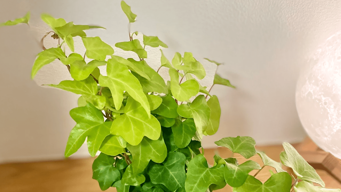 The Little World of Moss Balls - Bonsai Kokedama newco...