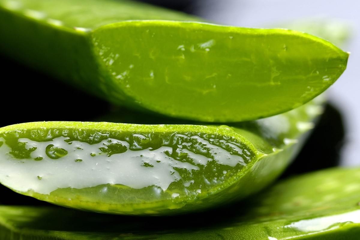 Aloe Vera Processing Plant 2024: Detailed Project Repor...