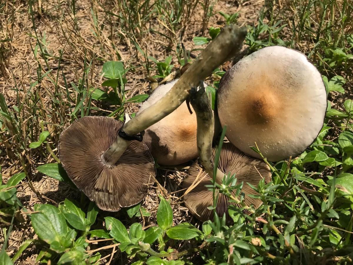 AS/A-level Biology - Modes of Nutrition (1) - Autotroph...